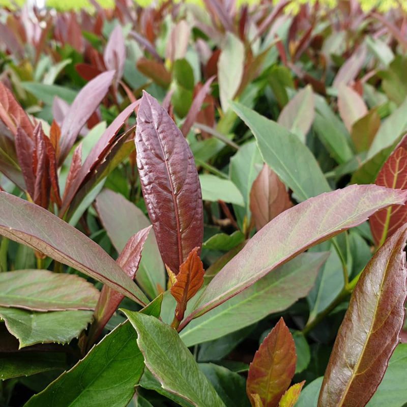 Viburnum, Sweet ‘Coppertop’ – John Renfroe | Landscape Architect