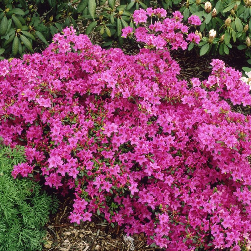 Azalea, Encore ‘Princess’ – John Renfroe | Landscape Architect