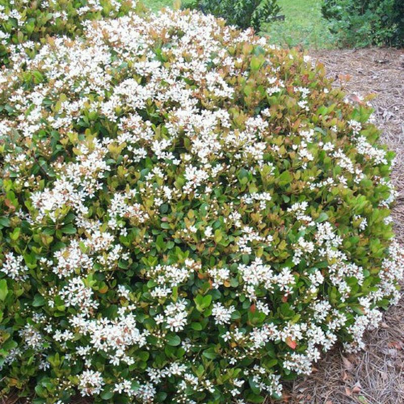 Indian Hawthorn ‘Snow White’ – John Renfroe | Landscape Architect