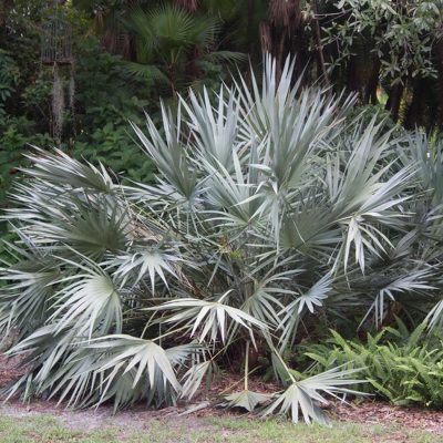 Palmetto, Silver Saw – John Renfroe | Landscape Architect