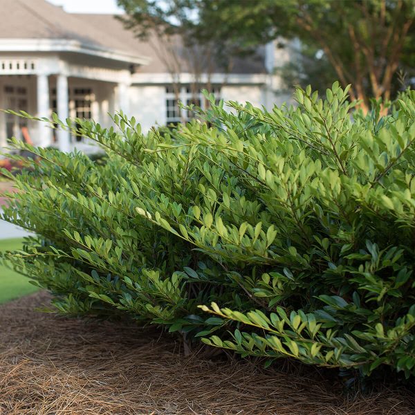Distylium, Vintage Jade – John Renfroe | Landscape Architect
