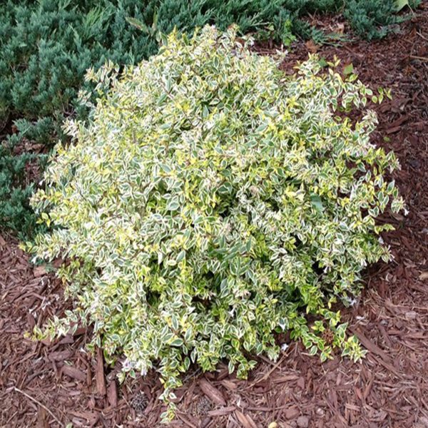 Abelia ‘Miss Lemon’ – John Renfroe | Landscape Architect