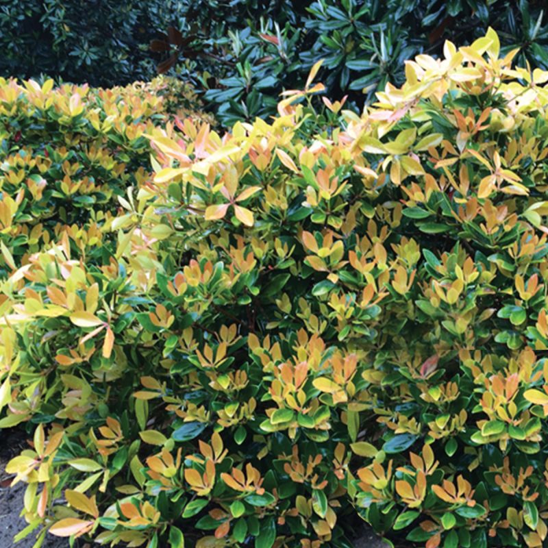 Cleyera ‘Carolina Sunset’ – John Renfroe | Landscape Architect