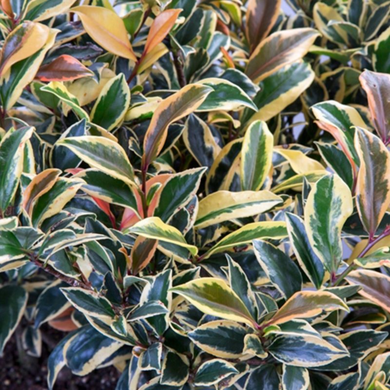 Cleyera ‘Romeo’ – John Renfroe | Landscape Architect